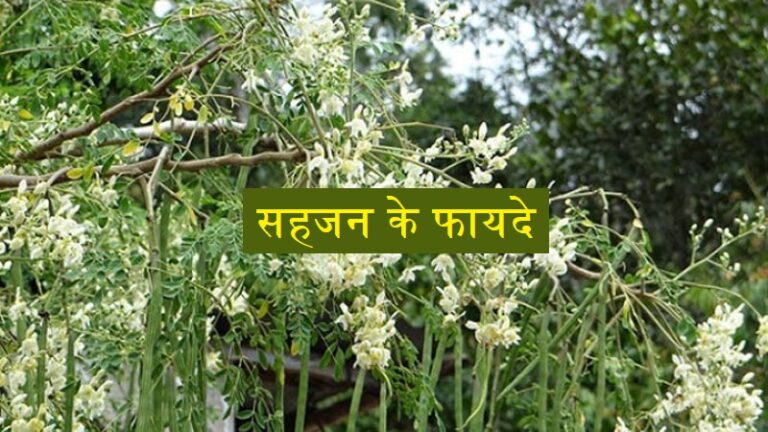 सहजन खाने के फायदे और नुकसान, जाने सहजन की पत्ती कैसे खाएं