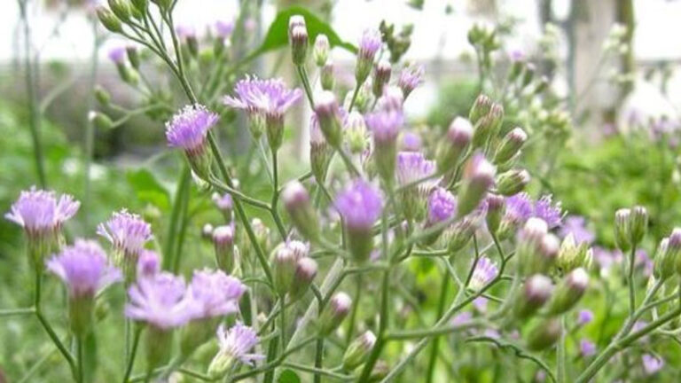 सहदेवी क्या है? सहदेवी के तांत्रिक व आयुर्वेदिक उपयोग के ज़बरदस्त फायदे